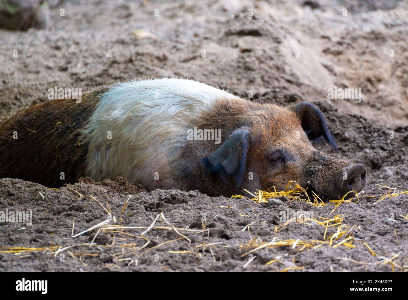German saddle pig (Rotbuntes Husumer Schwein) lies in the mud Stock ...