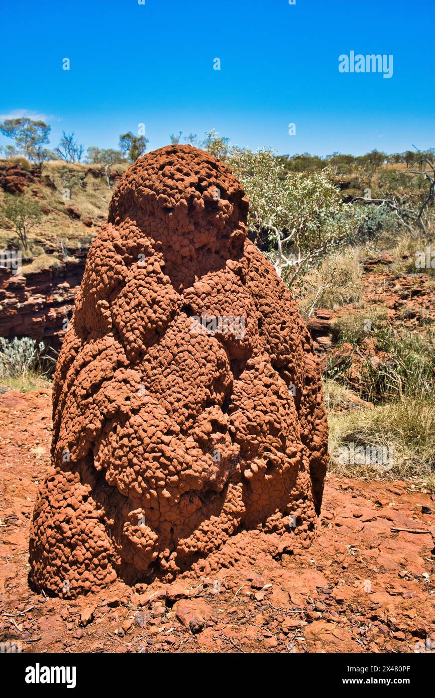 Termites mound hi-res stock photography and images - Alamy