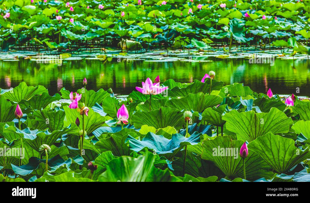 Lotus garden, Summer Palace, Beijing, China Stock Photo - Alamy