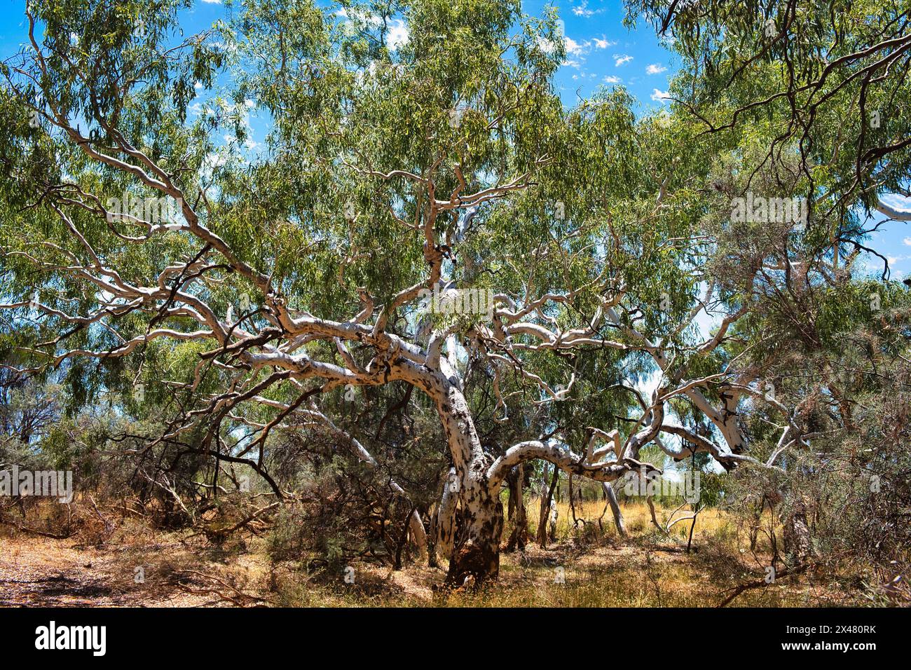 Tall salmon gum (Eucalyptus salmonophloia), endemic in the southwest ...