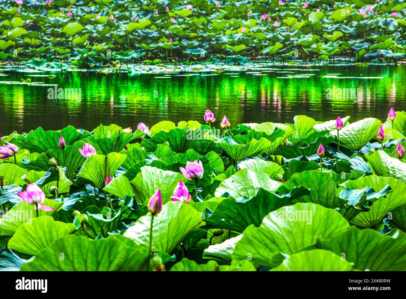 Lotus garden ancient china hi-res stock photography and images - Alamy