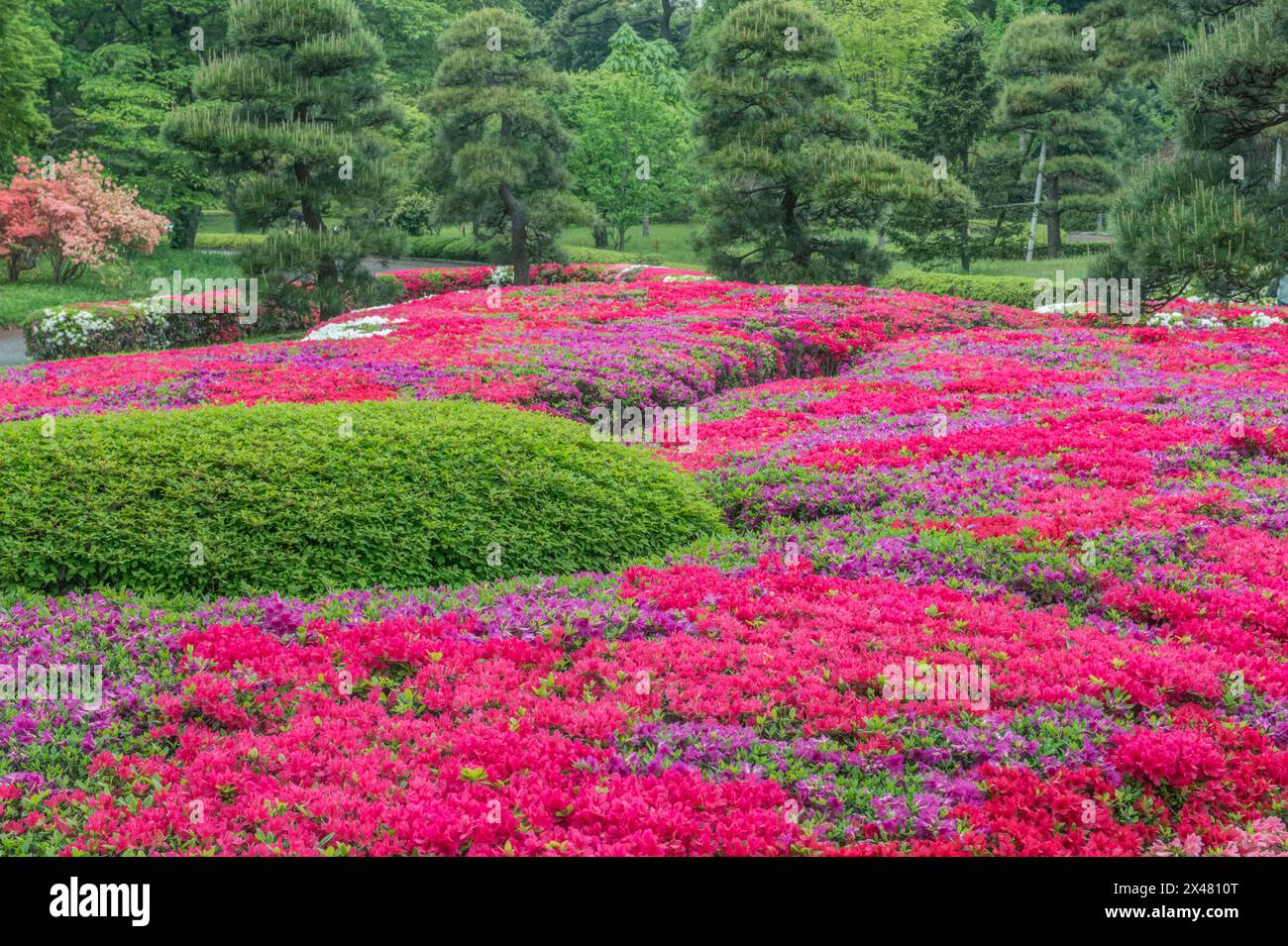 Japan, Tokyo. Imperial Palace East Garden, azalea garden Stock Photo ...