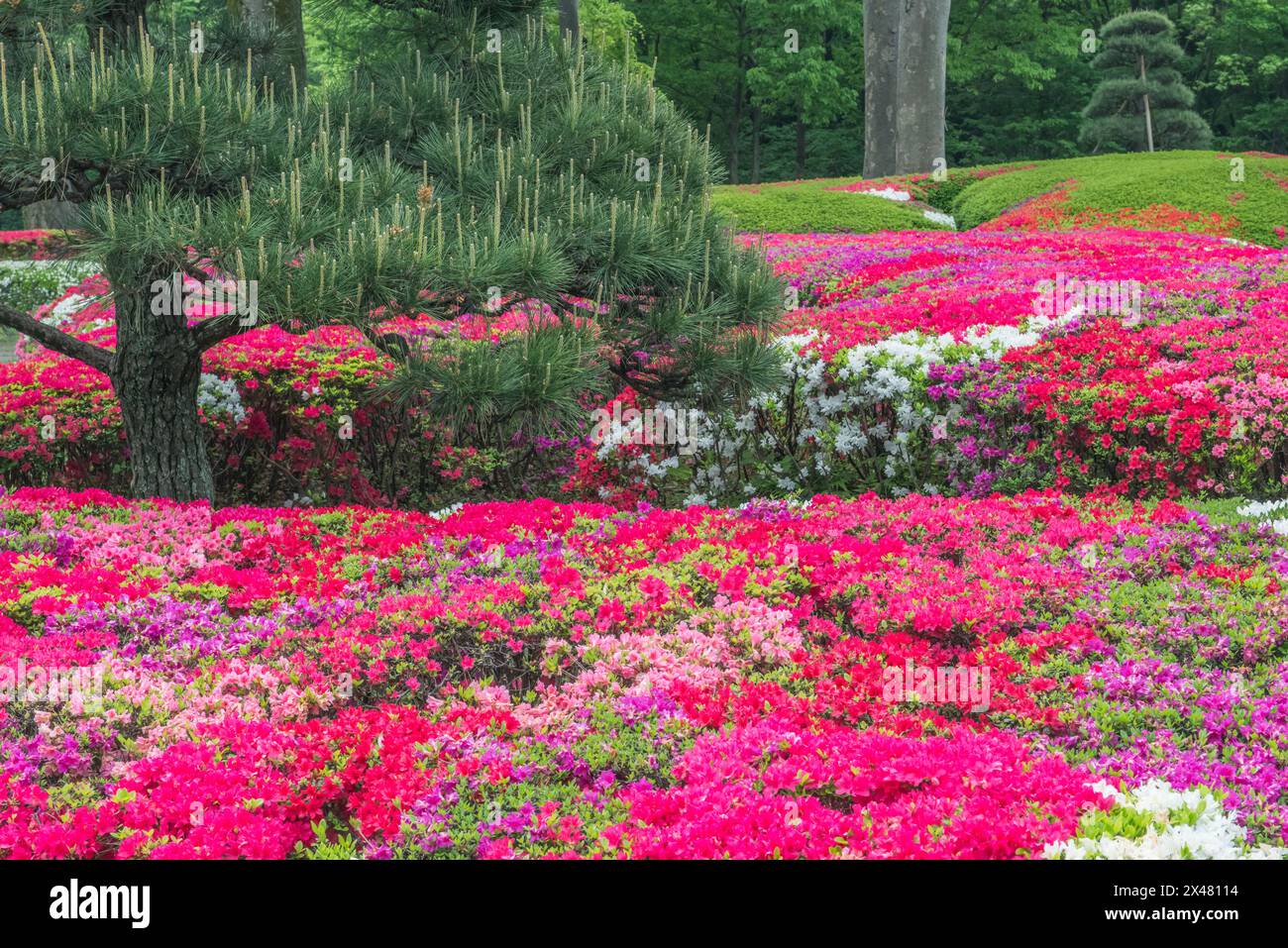 Japan, Tokyo. Imperial Palace East Garden, azalea garden Stock Photo ...