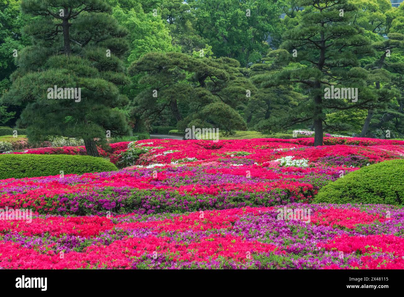 Japan, Tokyo. Imperial Palace East Garden, azalea garden Stock Photo ...