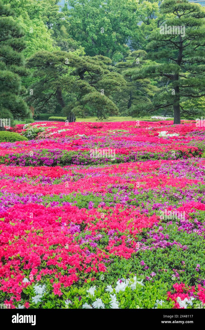 Japan, Tokyo. Imperial Palace East Garden, azalea garden Stock Photo ...