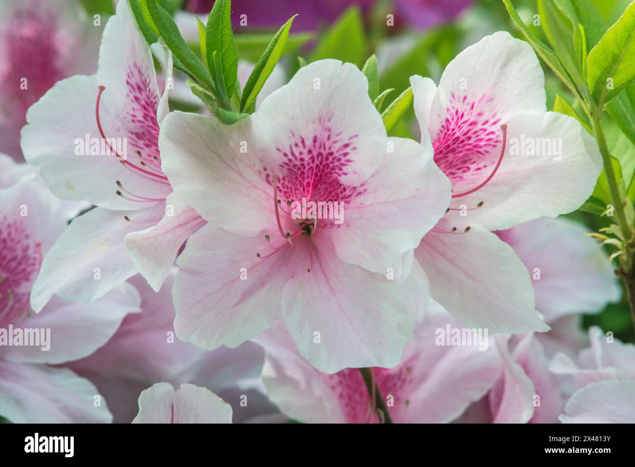 Japan, Kyoto. Azalea Stock Photo - Alamy