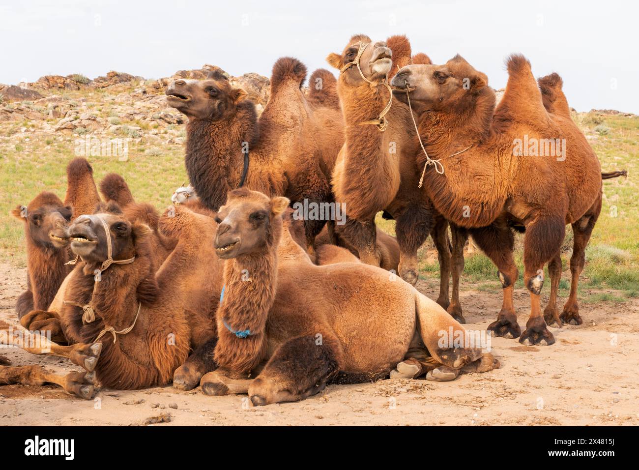 Asia, Mongolia, Eastern Gobi Desert. A group of domesticated Bactrian ...