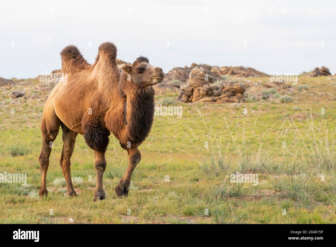 Asia, Mongolia, Eastern Gobi Desert. A Bactrian camel in the grassland ...