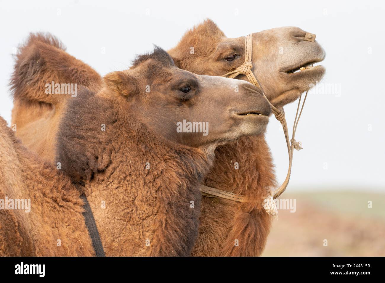 Asia, Mongolia, Eastern Gobi Desert. Two Bactrian camels interact ...