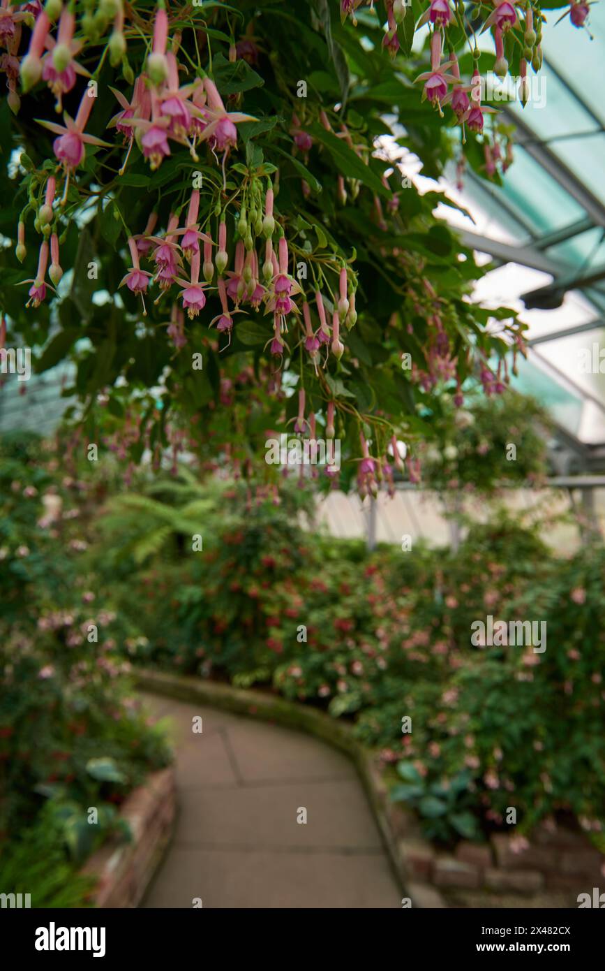 Amazonian Ecosystem Enchantment: Nature's Wonders in the Botanical ...
