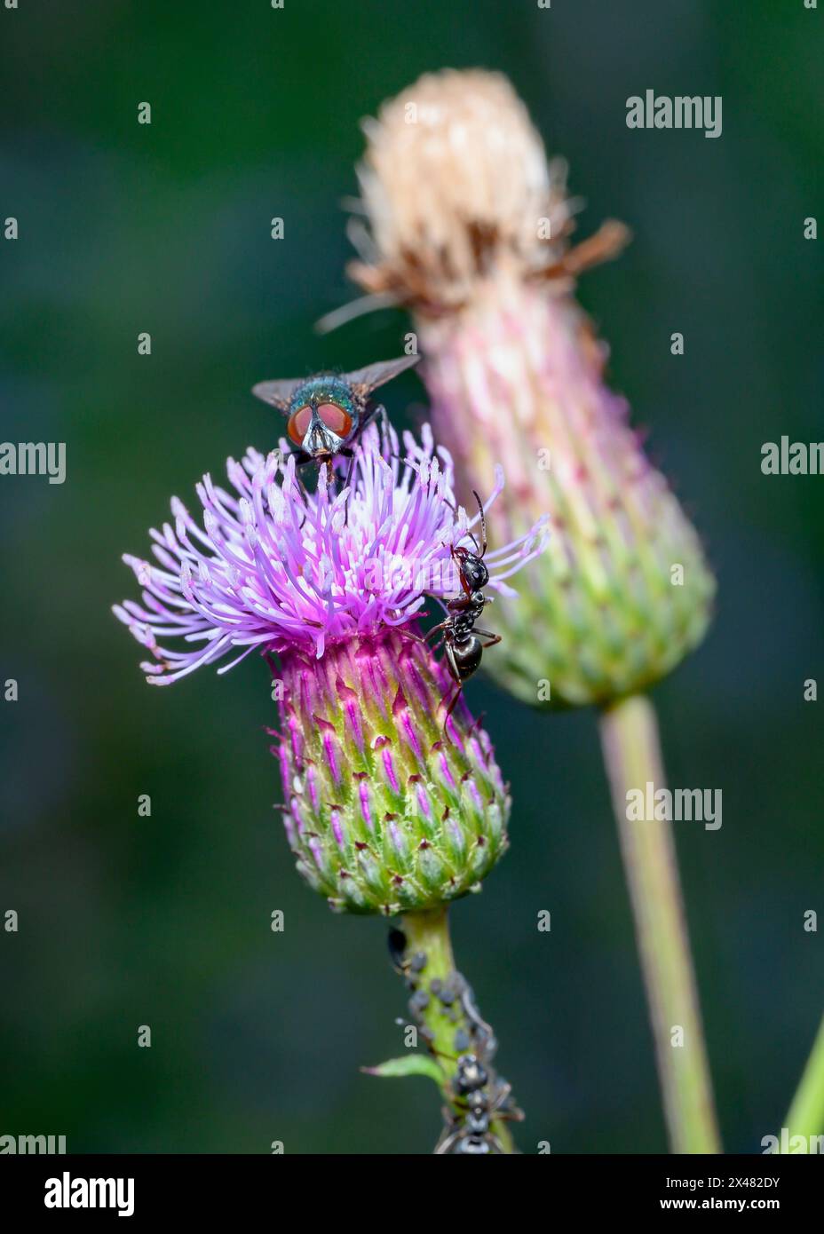 Plant eats fly hi-res stock photography and images - Alamy