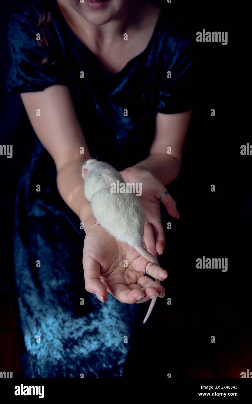 husky dumbo rat cuddles with its owner Stock Photo - Alamy