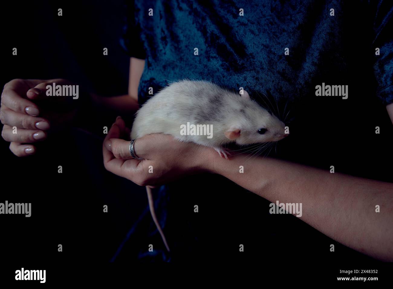 husky dumbo rat cuddles with its owner Stock Photo - Alamy