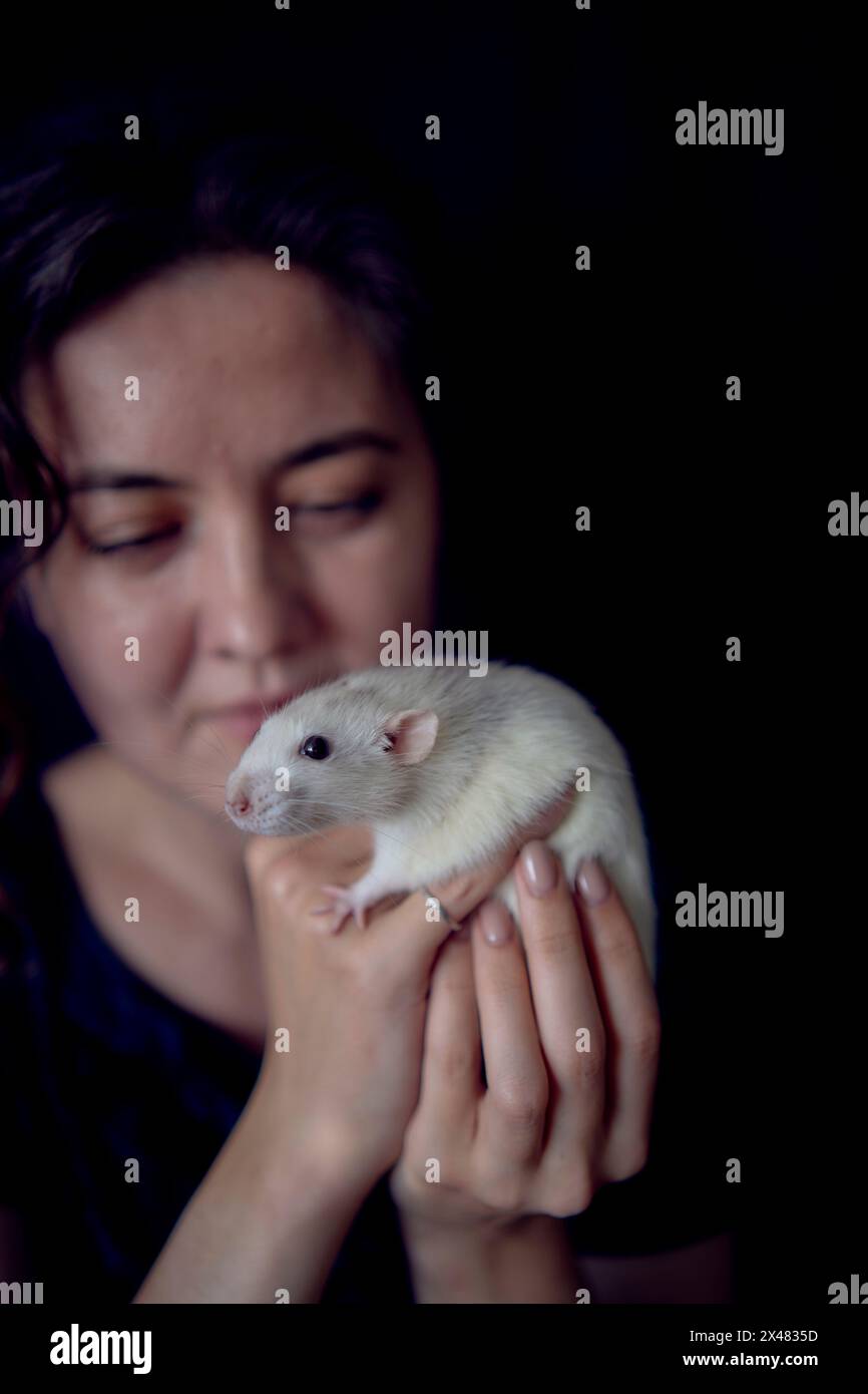 husky dumbo rat cuddles with its owner Stock Photo - Alamy