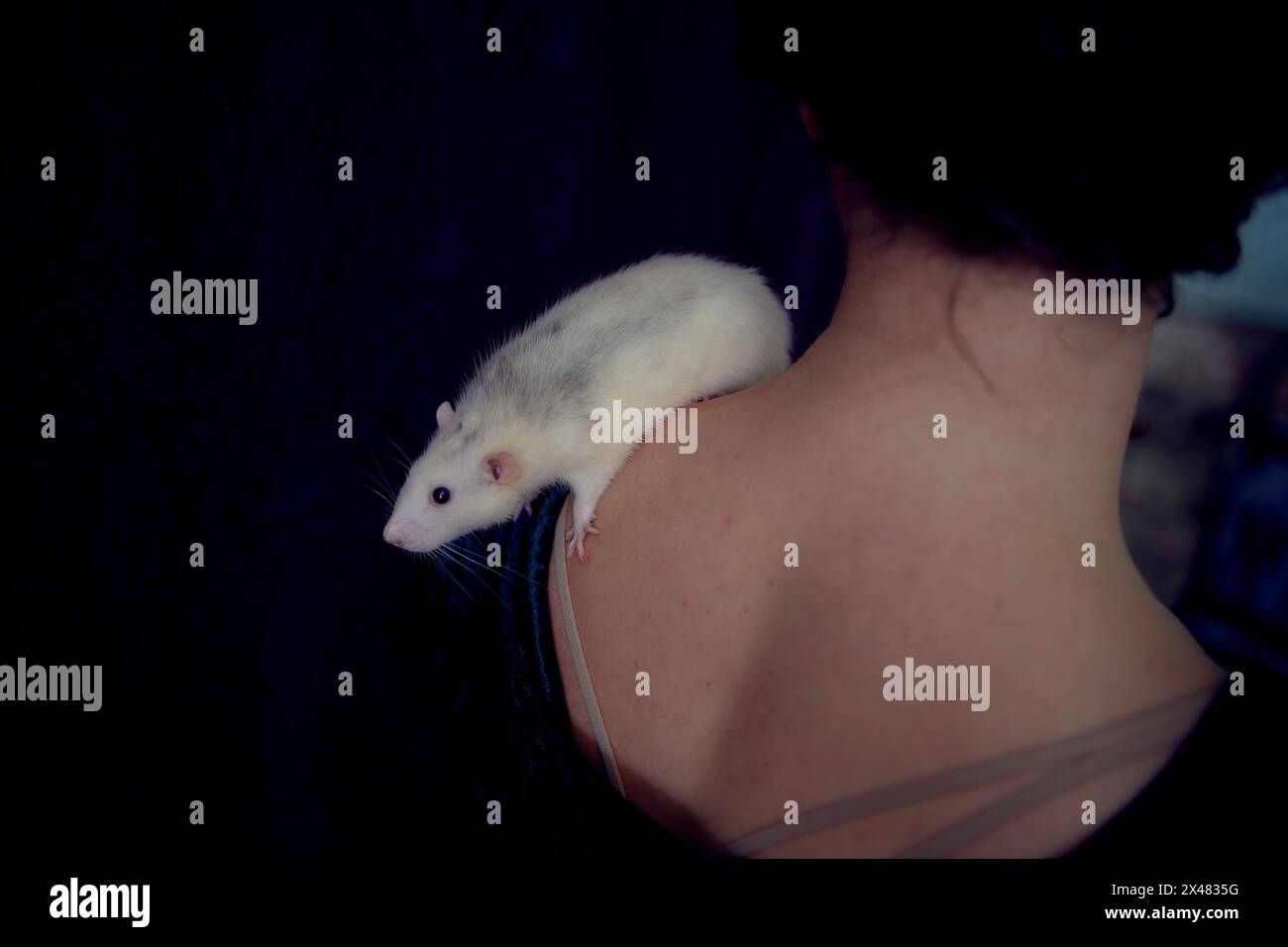 husky dumbo rat cuddles with its owner Stock Photo - Alamy