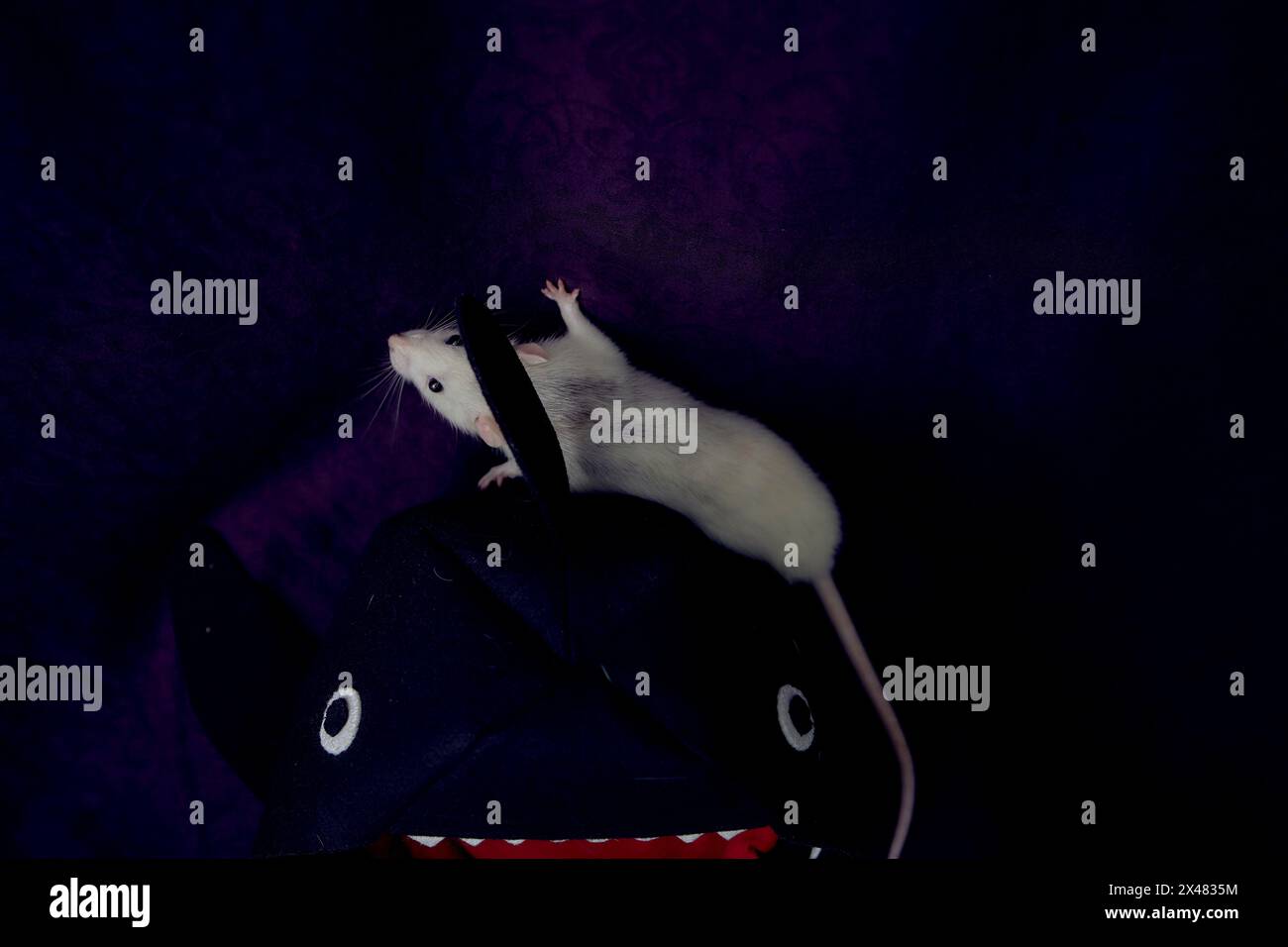 a husky dumbo rat is hiding in the shark's bed house Stock Photo - Alamy