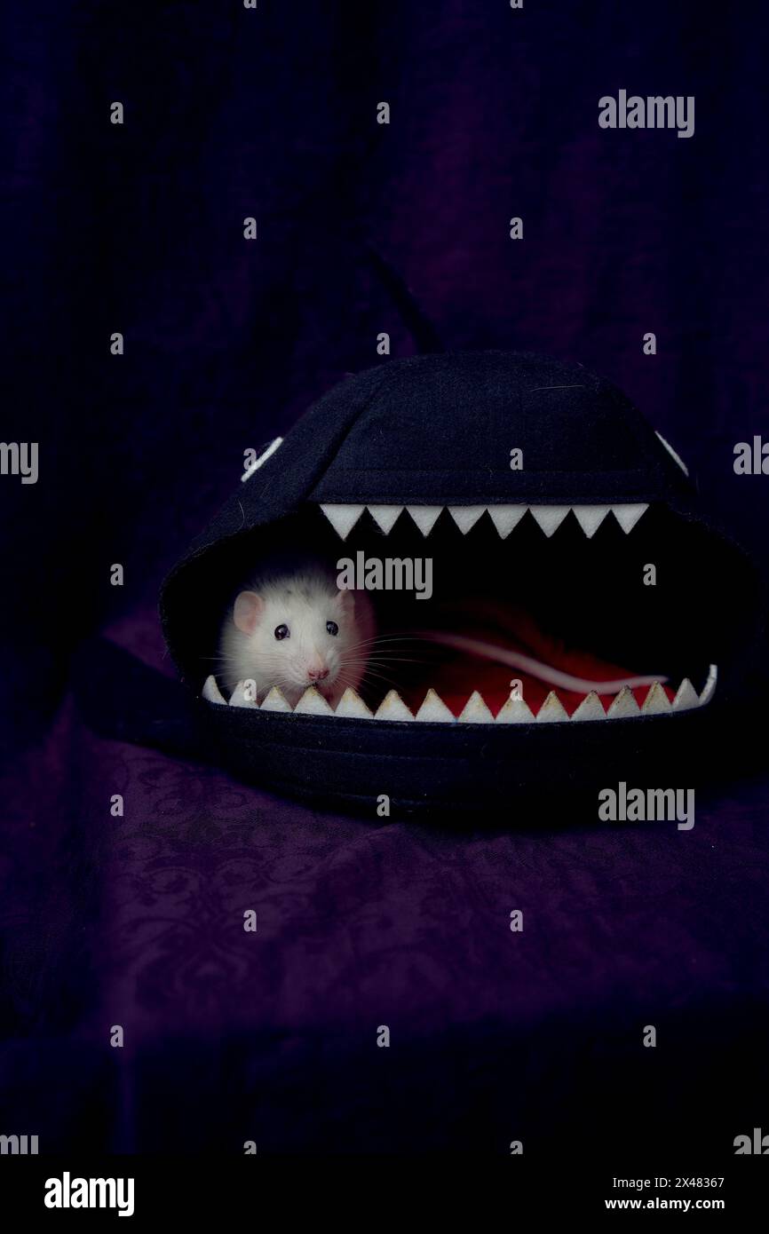 a husky dumbo rat is hiding in the shark's bed house Stock Photo - Alamy