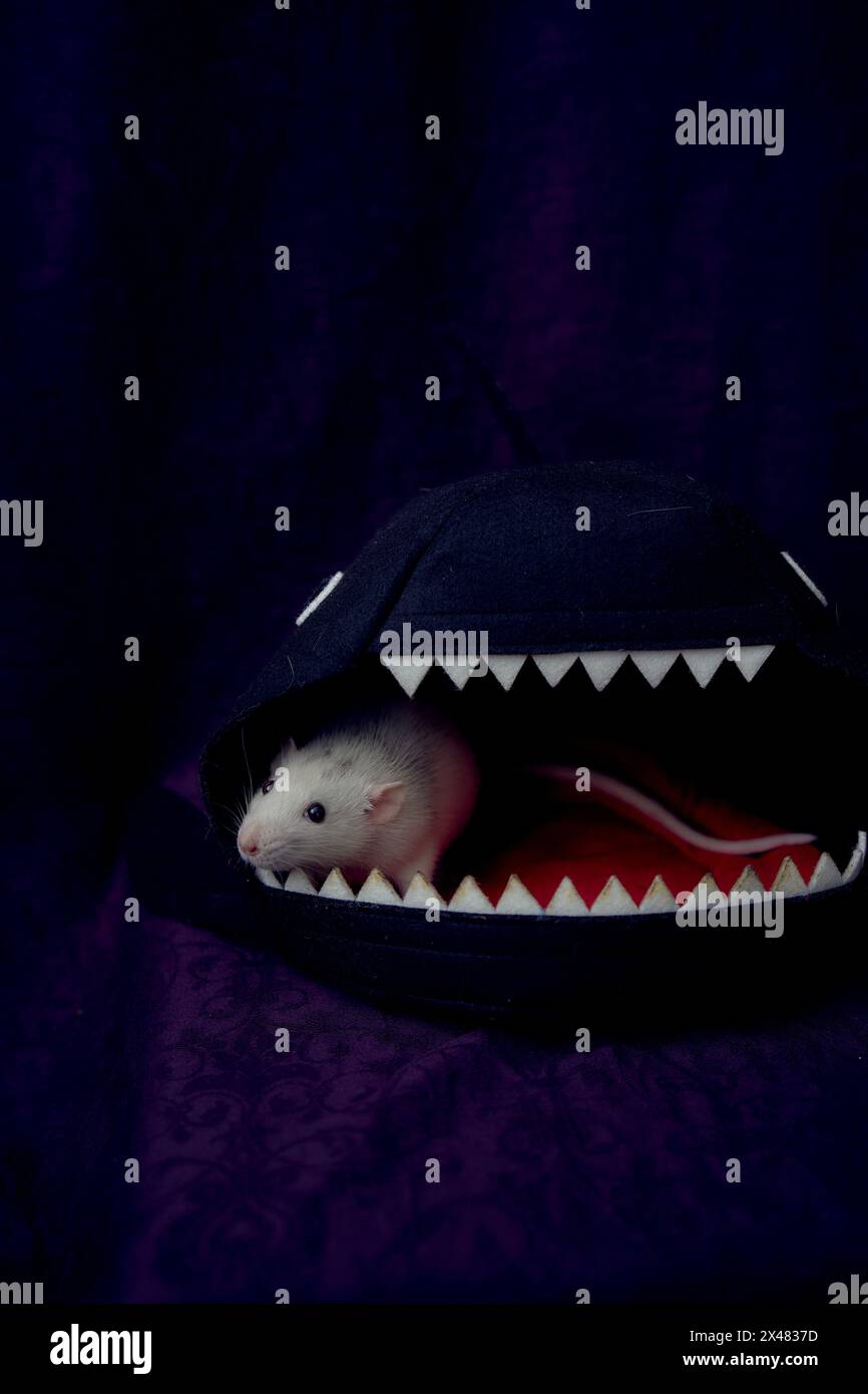 a husky dumbo rat is hiding in the shark's bed house Stock Photo - Alamy