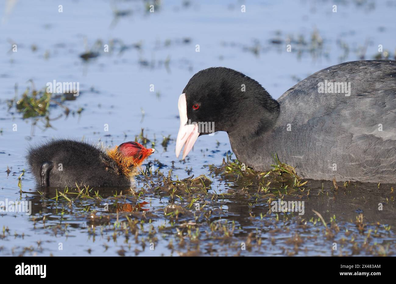 Coot with young whose chicks are bald, hence - as bald as a coot ...