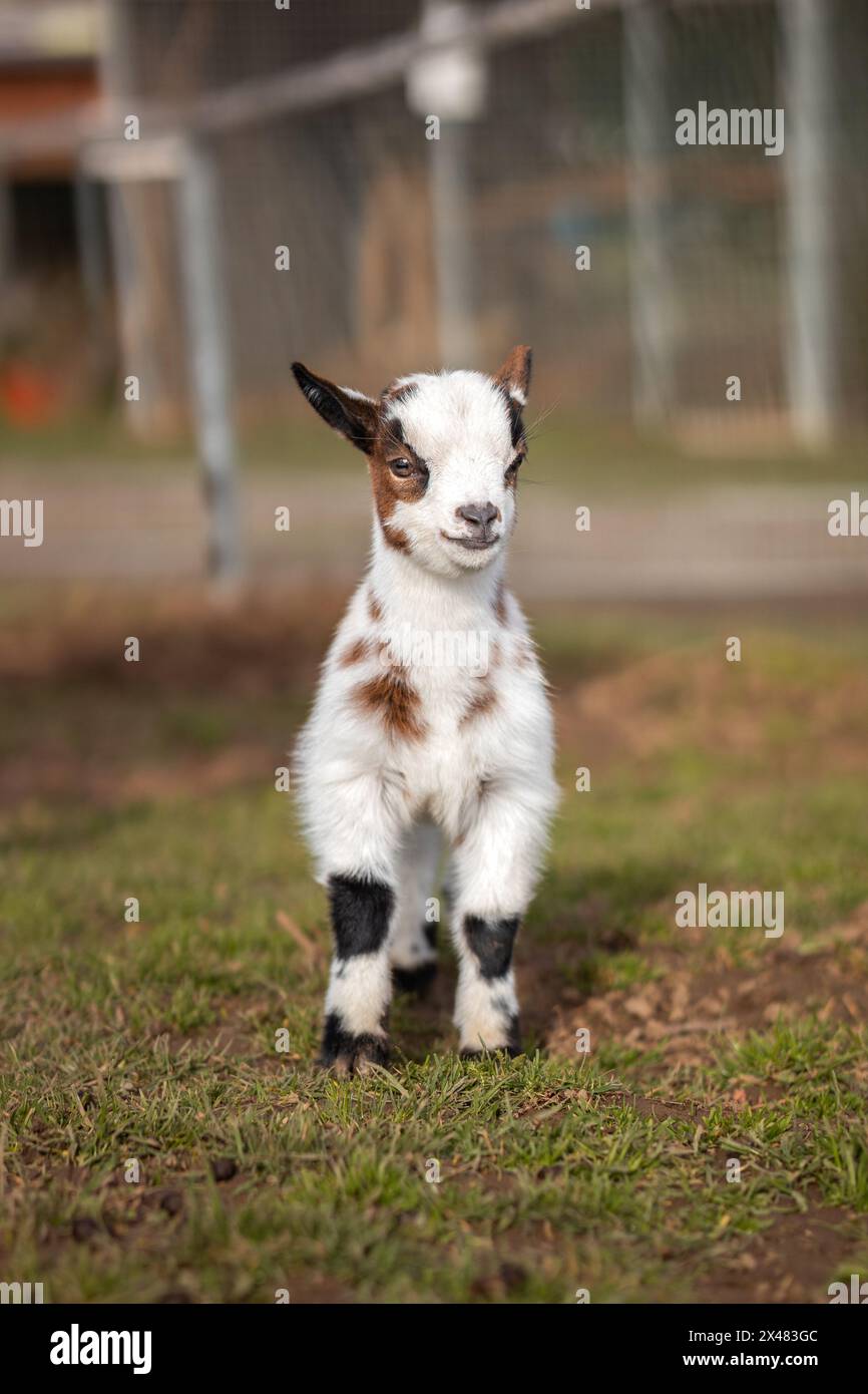 Standing Pygmy Goat Baby in Zoo Park. Cute Hoofed Animal Outside ...