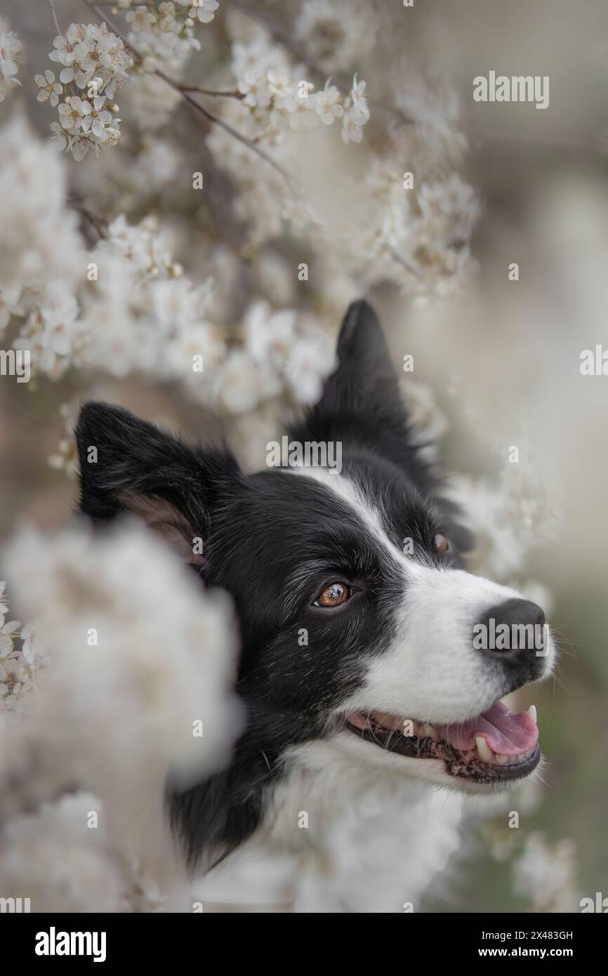 Vertical Portrait of Happy Black and White Border Collie with Spring ...