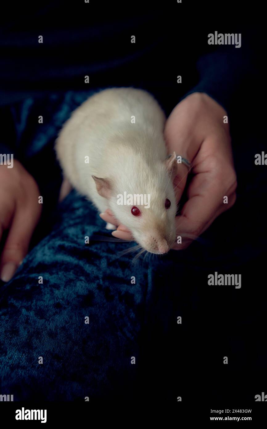 albino standard rat cuddles with its owner Stock Photo - Alamy