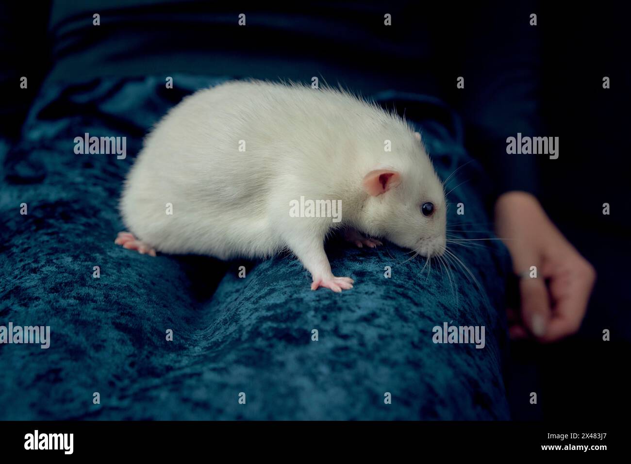 husky dumbo rat cuddles with its owner Stock Photo - Alamy