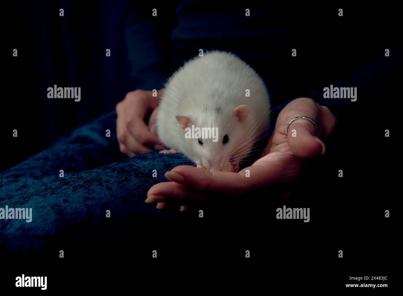 husky dumbo rat cuddles with its owner Stock Photo - Alamy