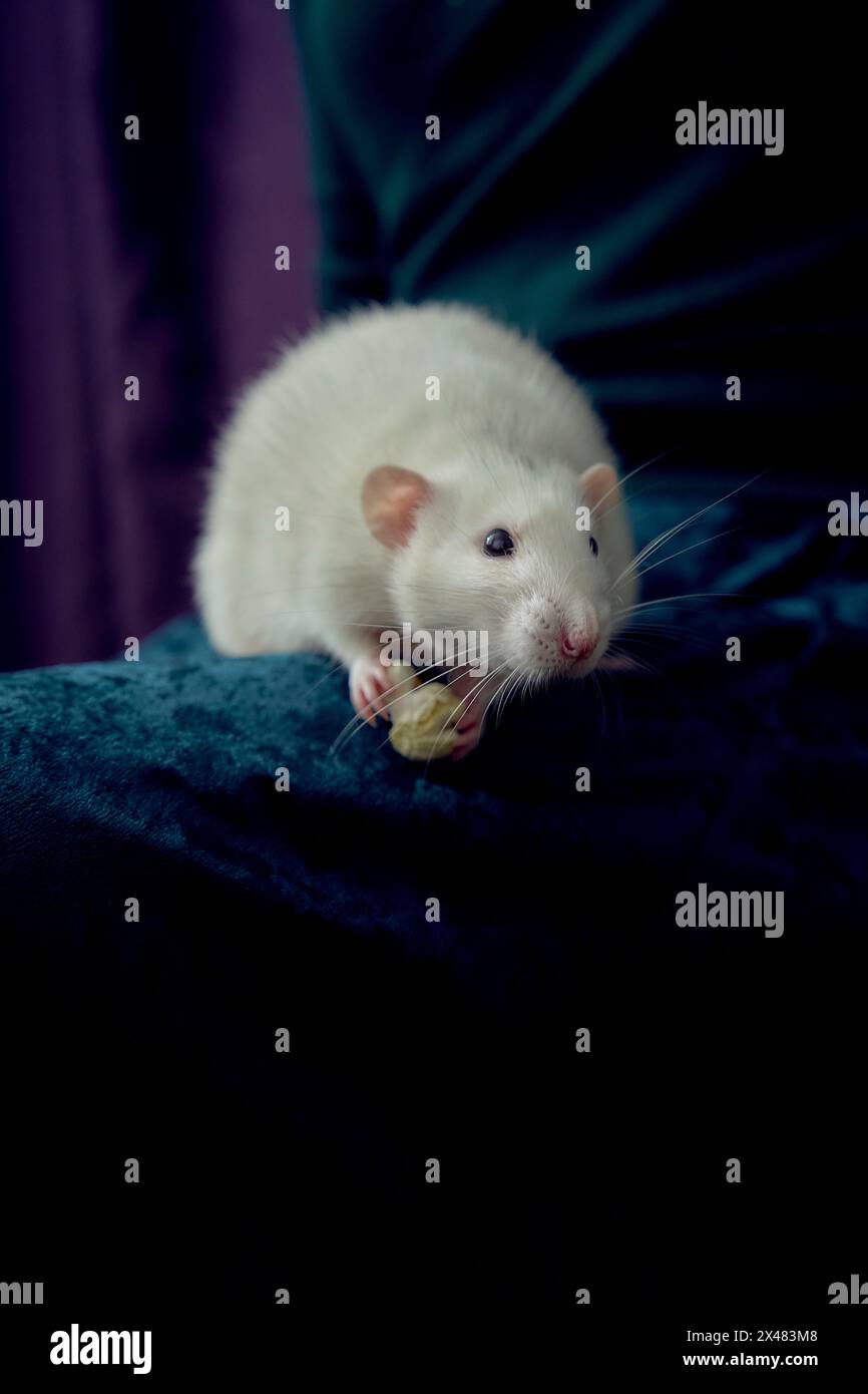 husky dumbo rat cuddles with its owner Stock Photo - Alamy