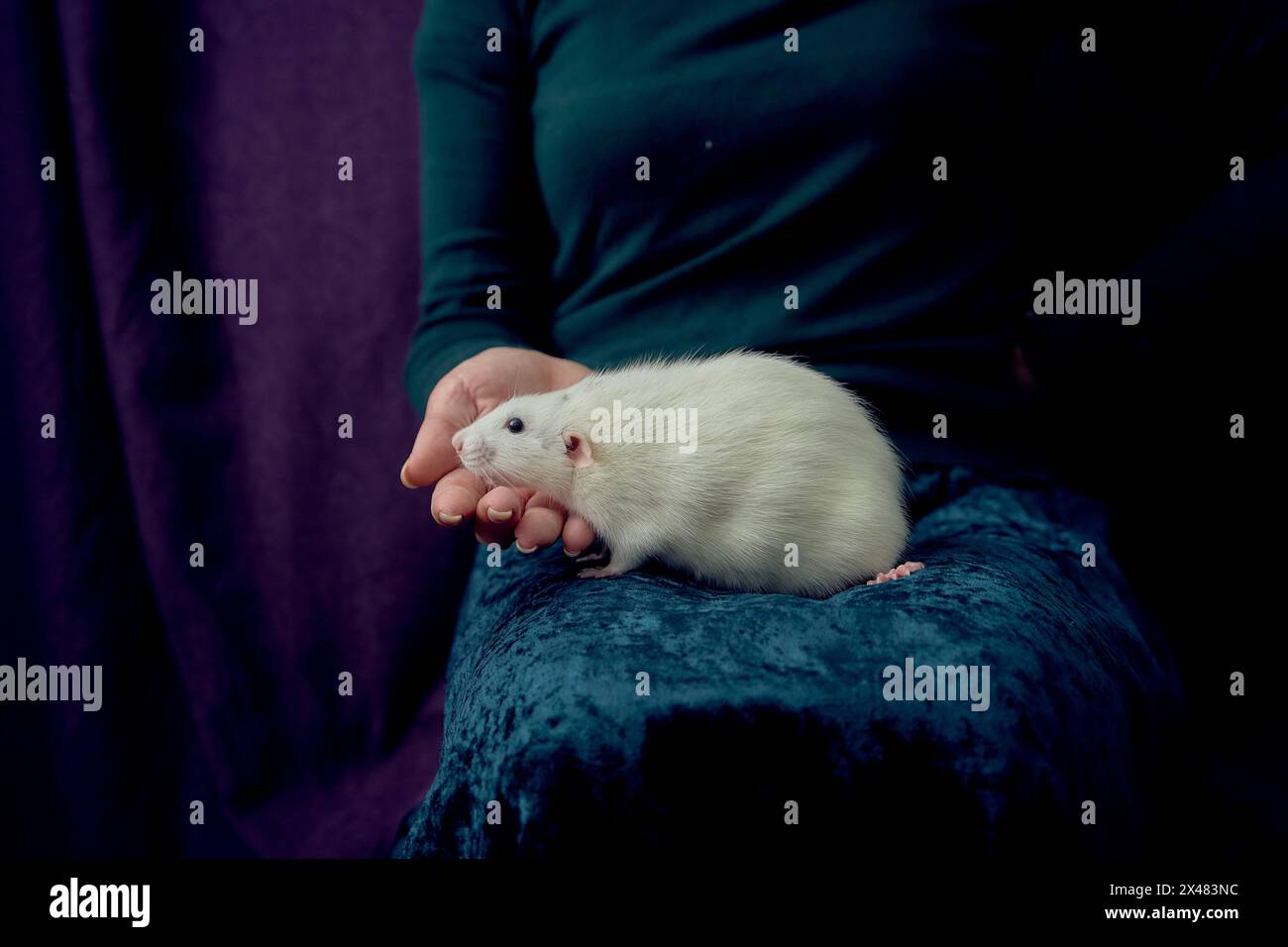 husky dumbo rat cuddles with its owner Stock Photo - Alamy