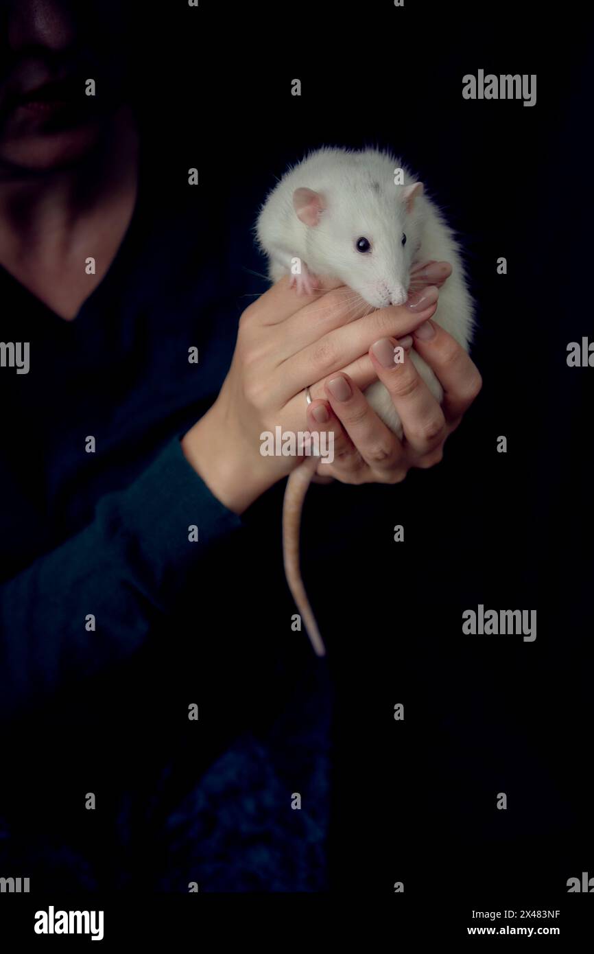 husky dumbo rat cuddles with its owner Stock Photo - Alamy