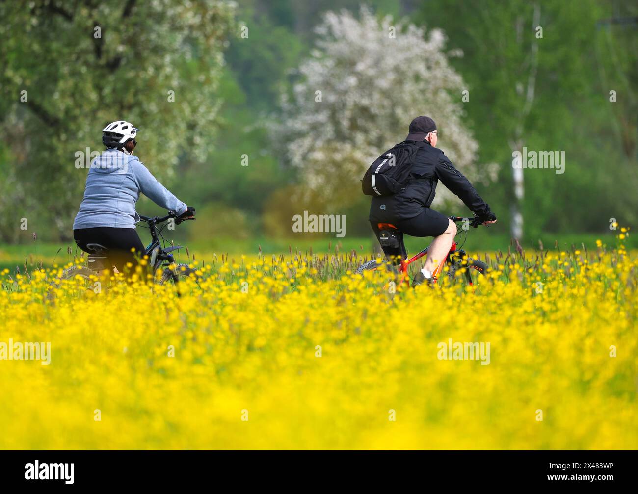Riedlingen, Germany. 01st May, 2024. Cyclists are out and about on the ...