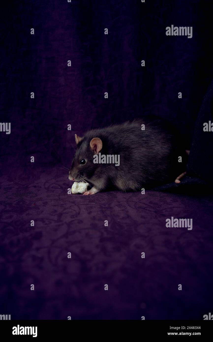 Fat berkshire standard rat eats hi-res stock photography and images - Alamy