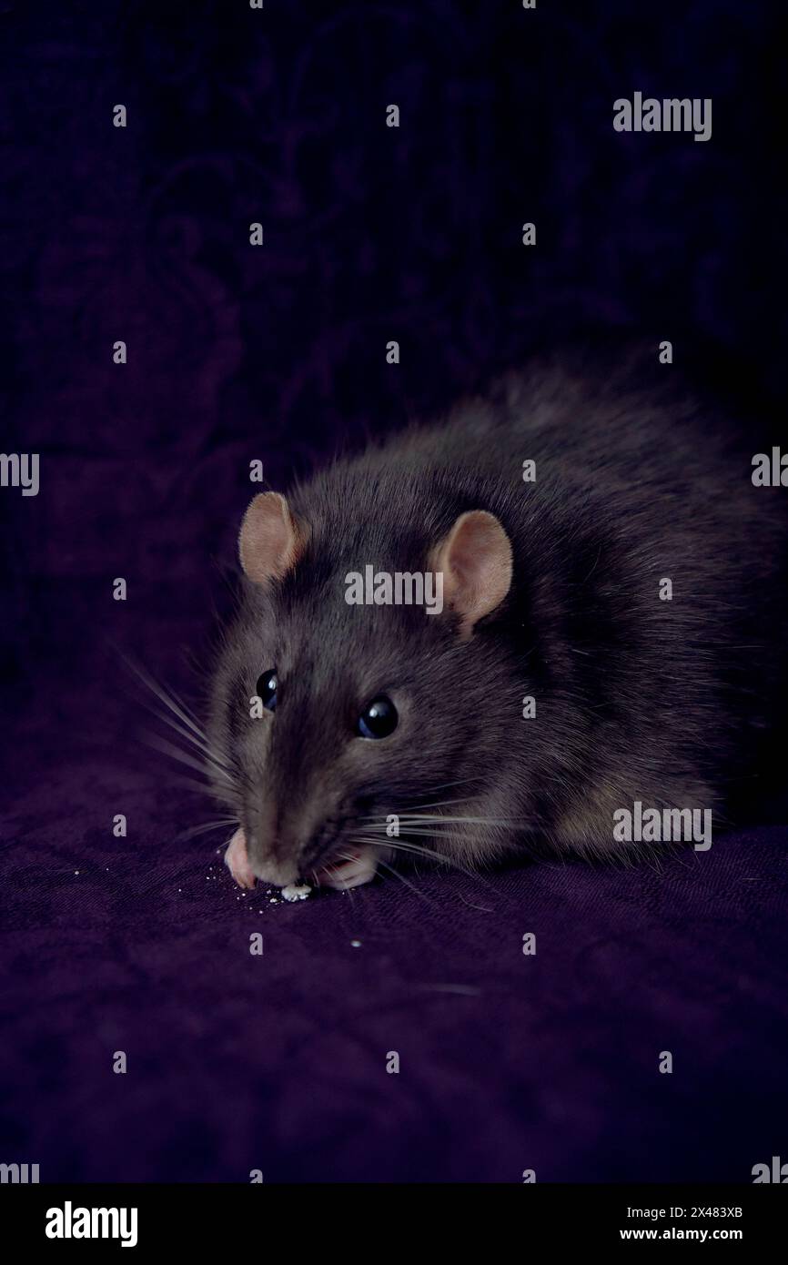 fat berkshire standard rat eats popcorn Stock Photo - Alamy