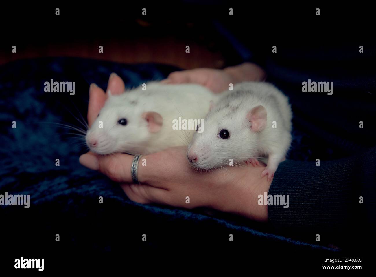 an albino standard rat and albino standard rat cuddles with theie owner ...