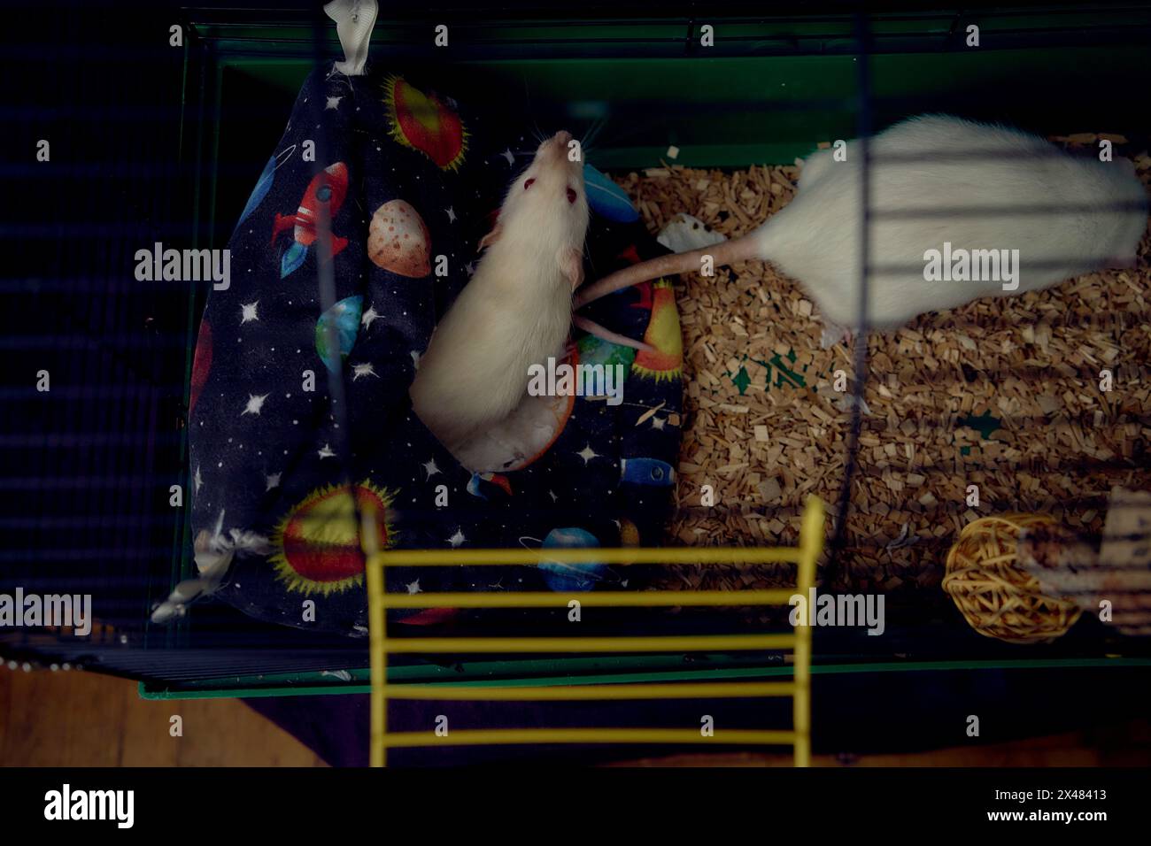 pet rats in a cage too small for life Stock Photo - Alamy
