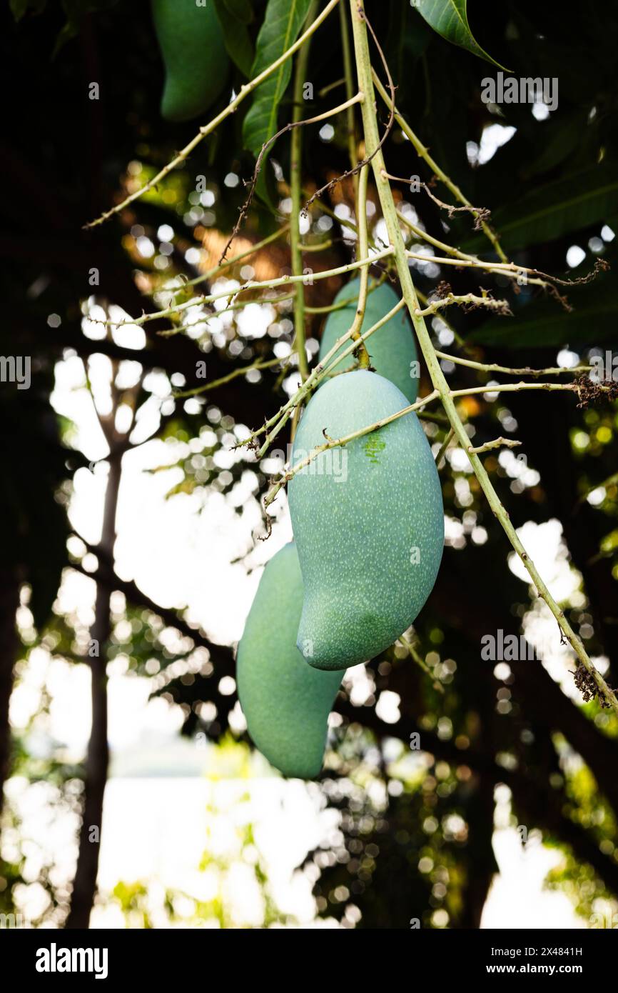 Tree with green mango fruit in the garden. A bunch of mango with blur ...