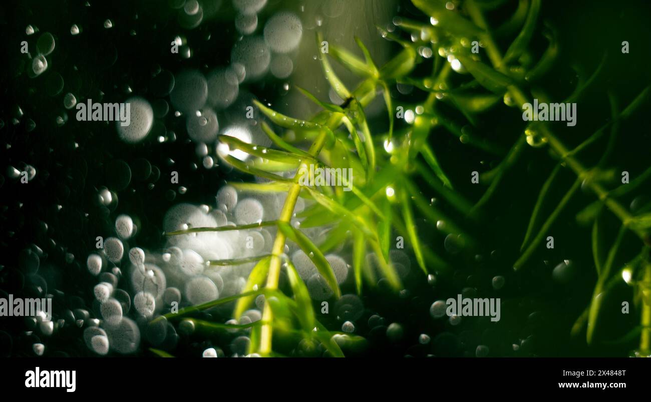 Aquatic plant - elodea in aquarium. Selective focus Stock Photo - Alamy