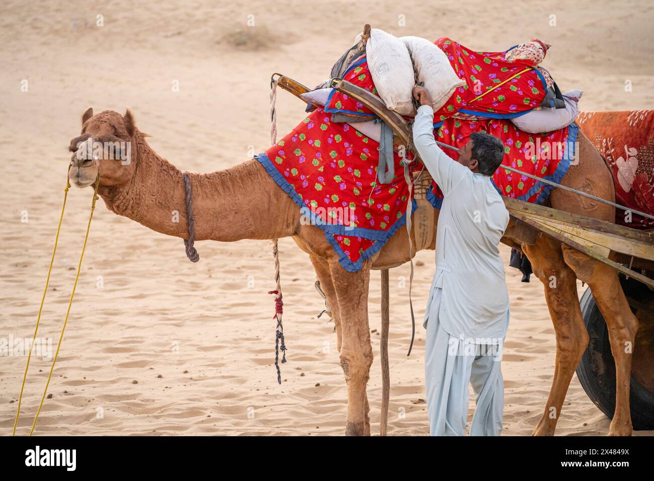 man in traditional kurta pyjama dress standing with camel wearing ...