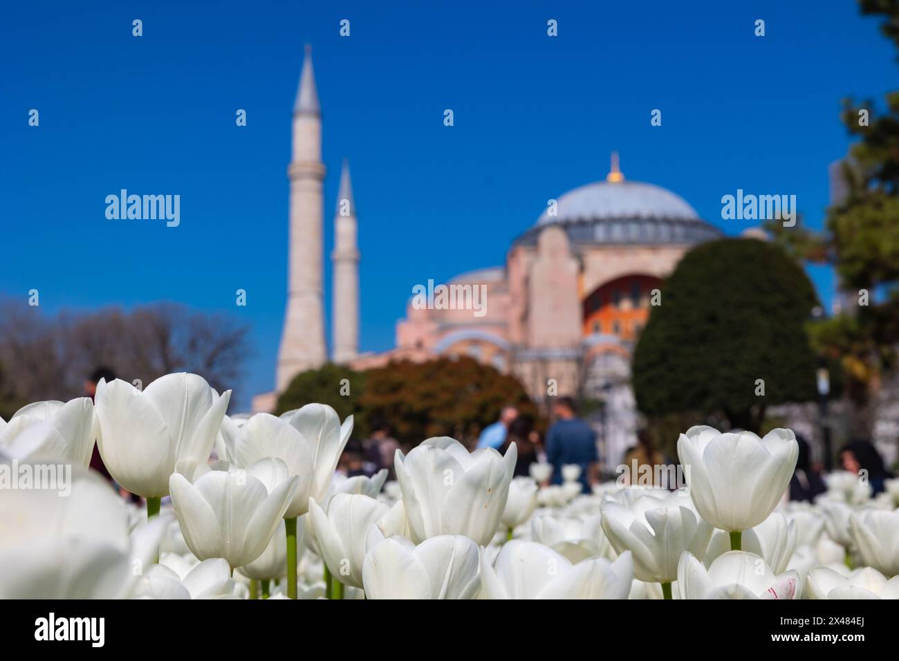 Visit Istanbul concept. White tulips and Hagia Sophia mosque on the ...