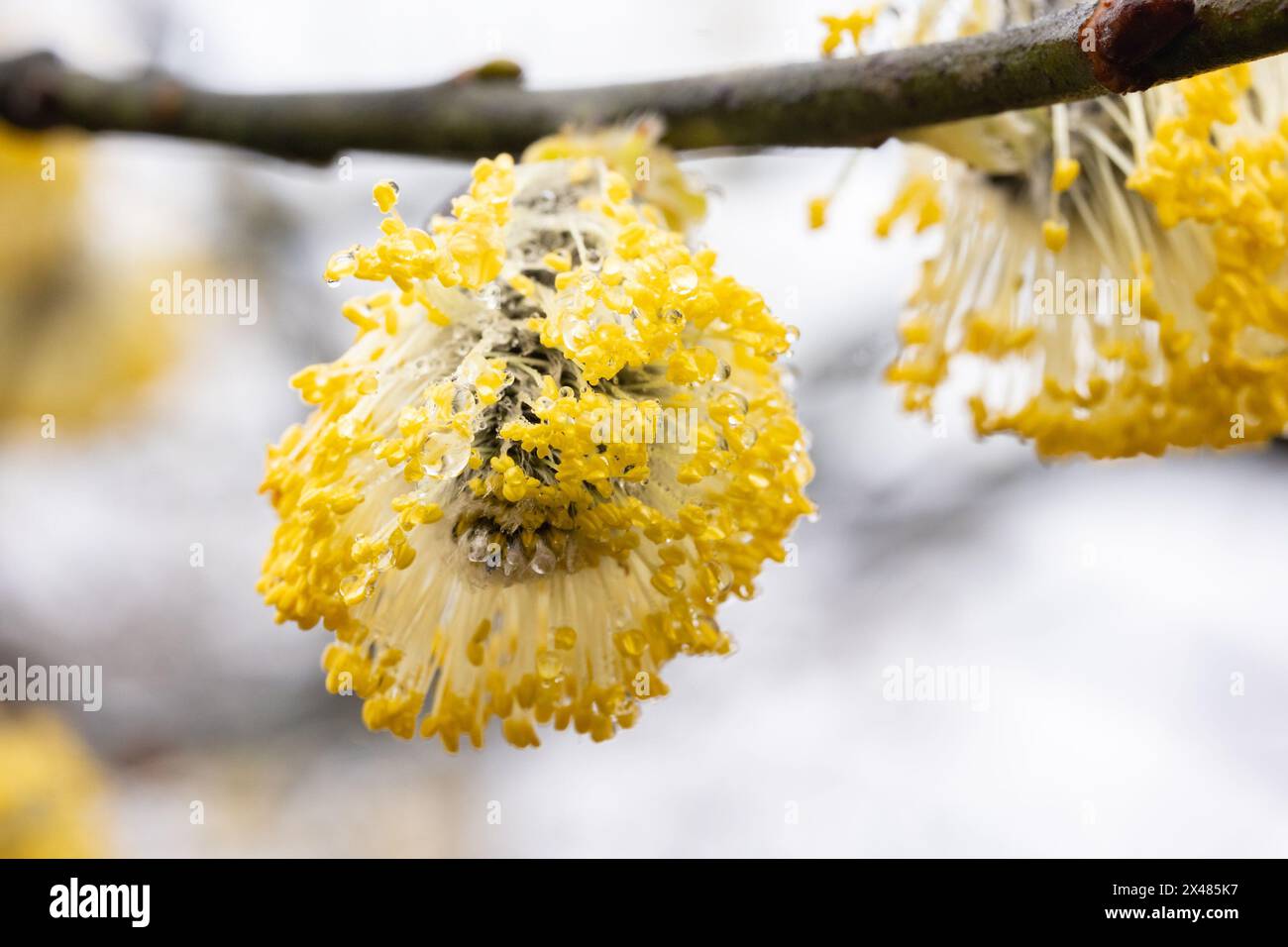Yellow male catkins of goat willow (salix caprea) tree Stock Photo - Alamy