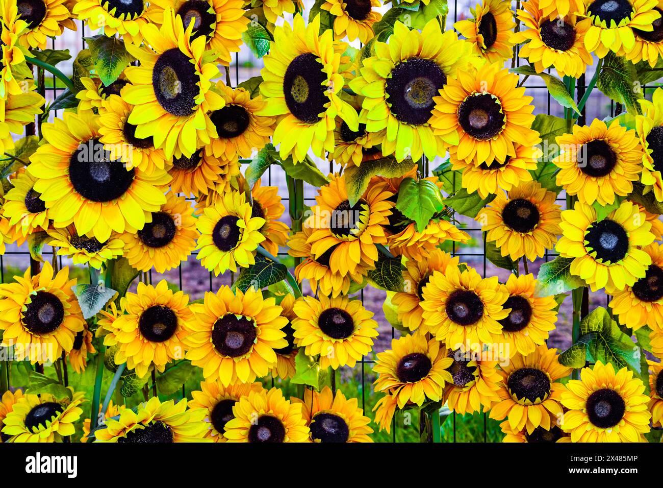 decorative sunflowers for decorating the yard of a house. decorative ...