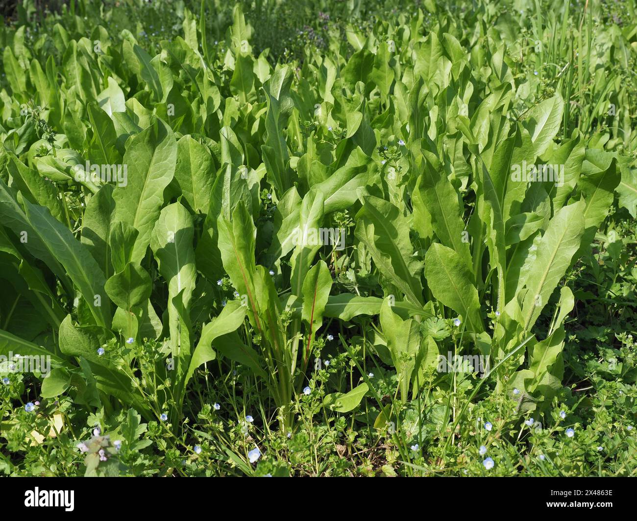 common chicory salad plant scientific name Cichorium intybus Stock ...