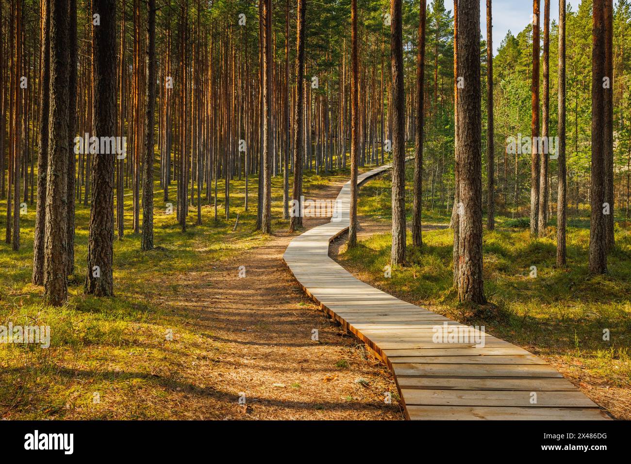 Viru peat bog in hi-res stock photography and images - Alamy