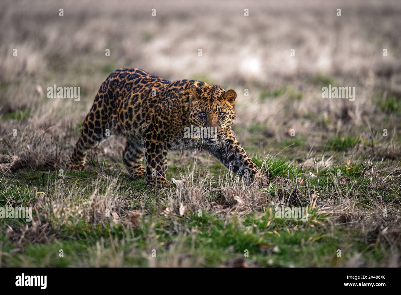 A spotted leopard cub lies and observes the surroundings Stock Photo ...