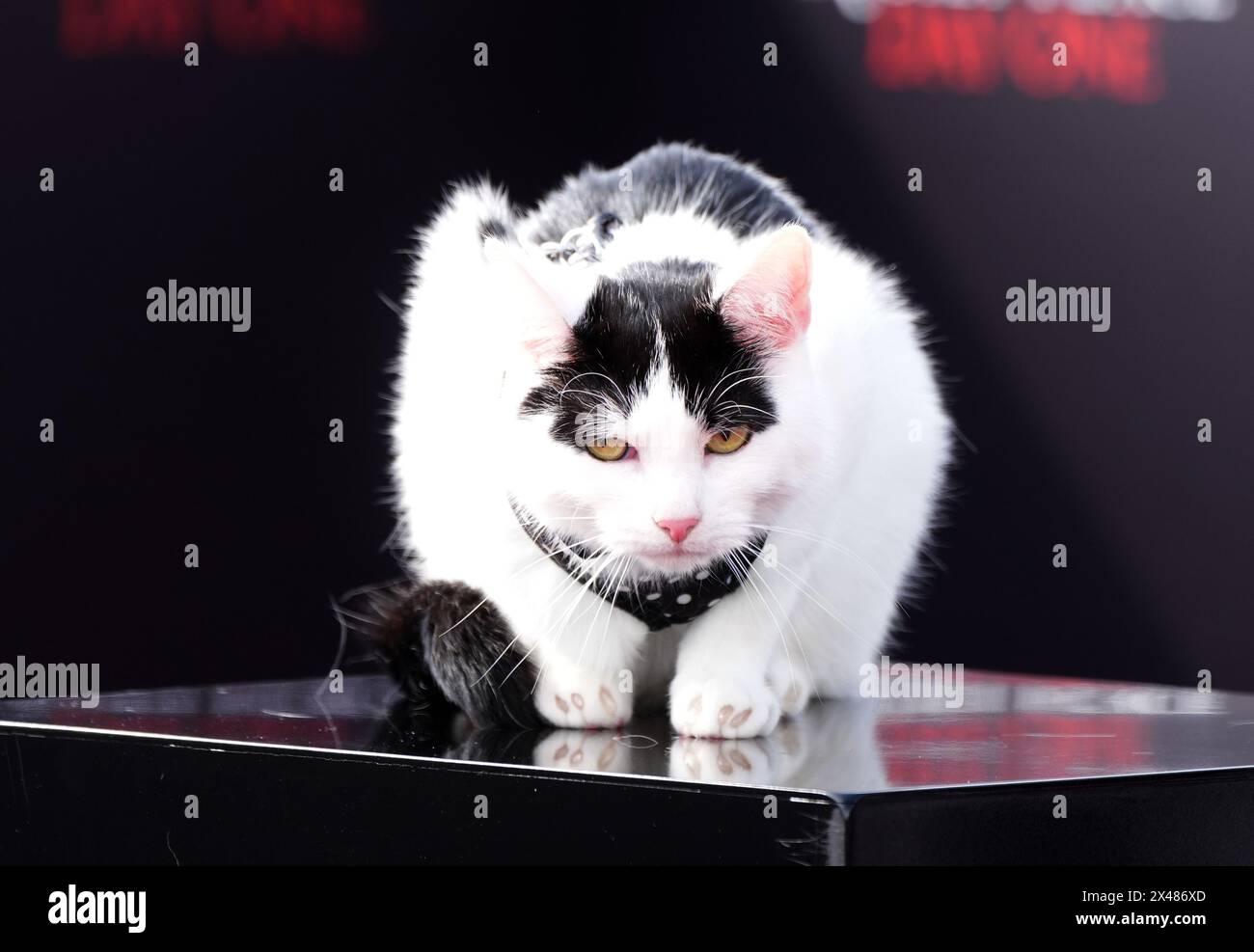 Schnitzel the cat during a photocall for A Quiet Place: Day One, at the ...