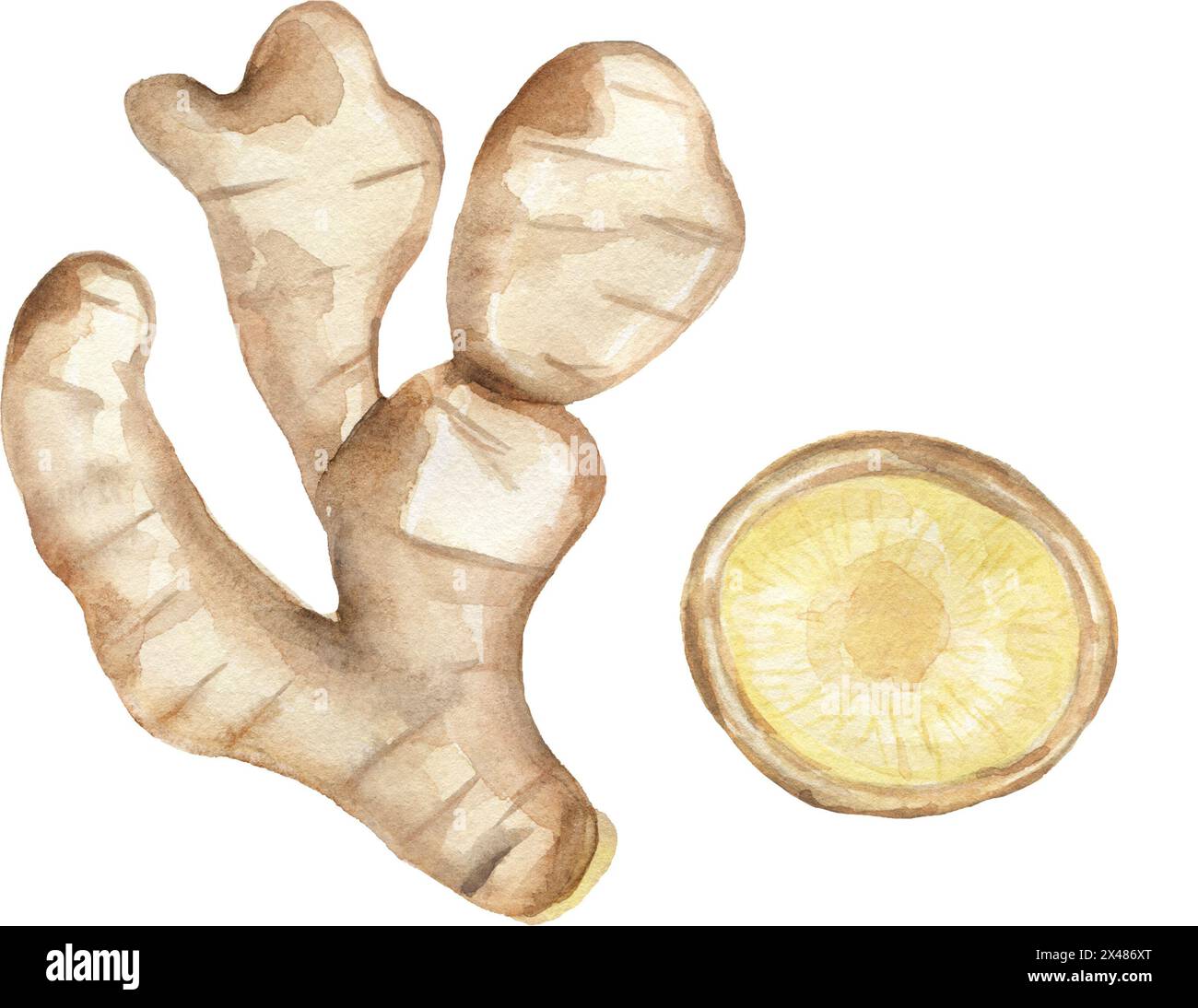 Watercolor ginger illustration set. Kitchen herbs and spices clipart ...