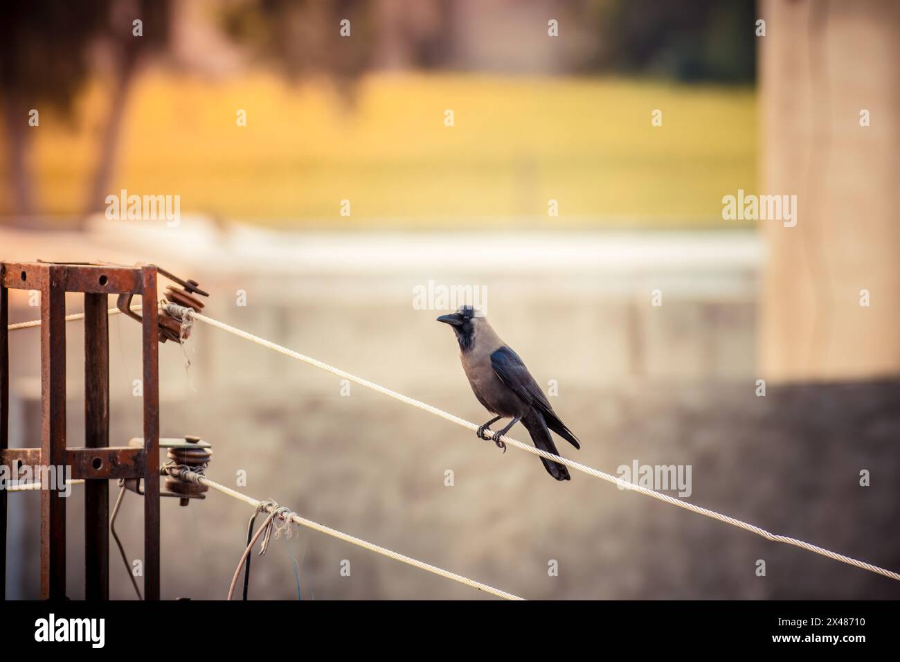 Crow on electricity wire hi-res stock photography and images - Alamy