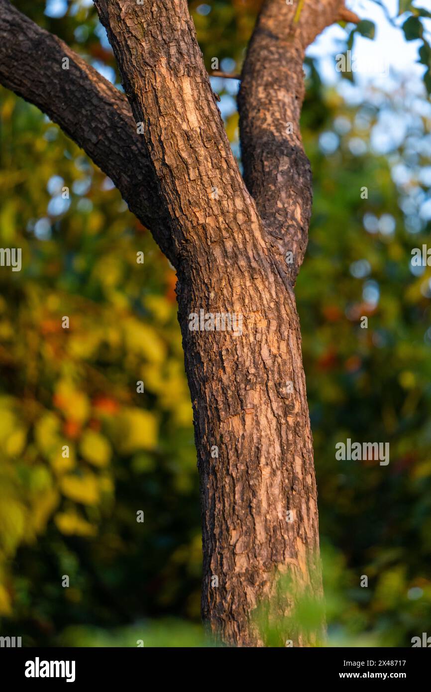 Cinnamomum camphora tree trunk with textured bark. High-resolution ...
