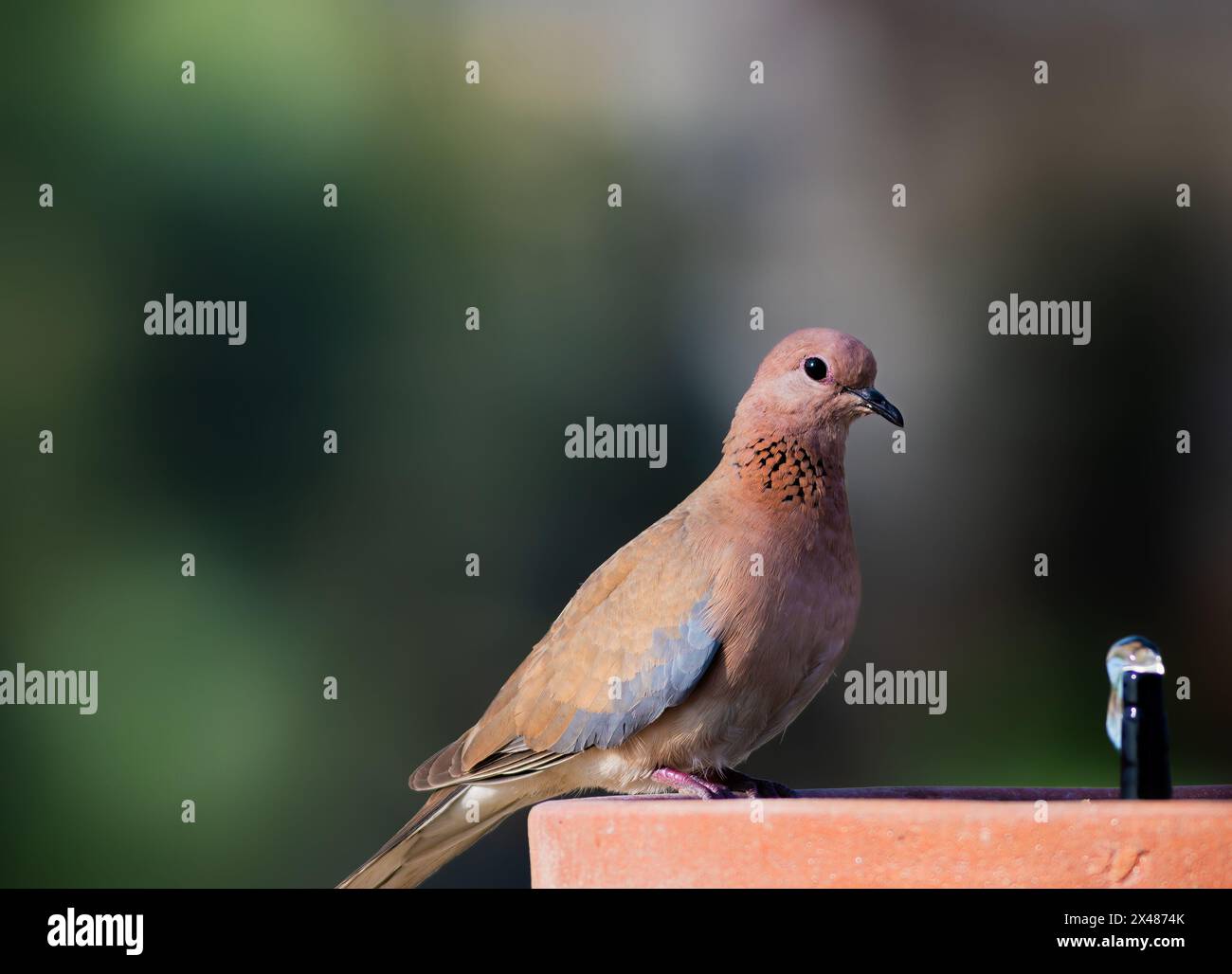 Laughing doves hi-res stock photography and images - Alamy